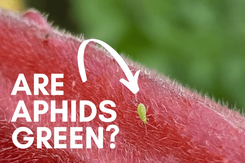 Are Aphids Green? How to Recognize and Kill Green Aphids – Backyard ...