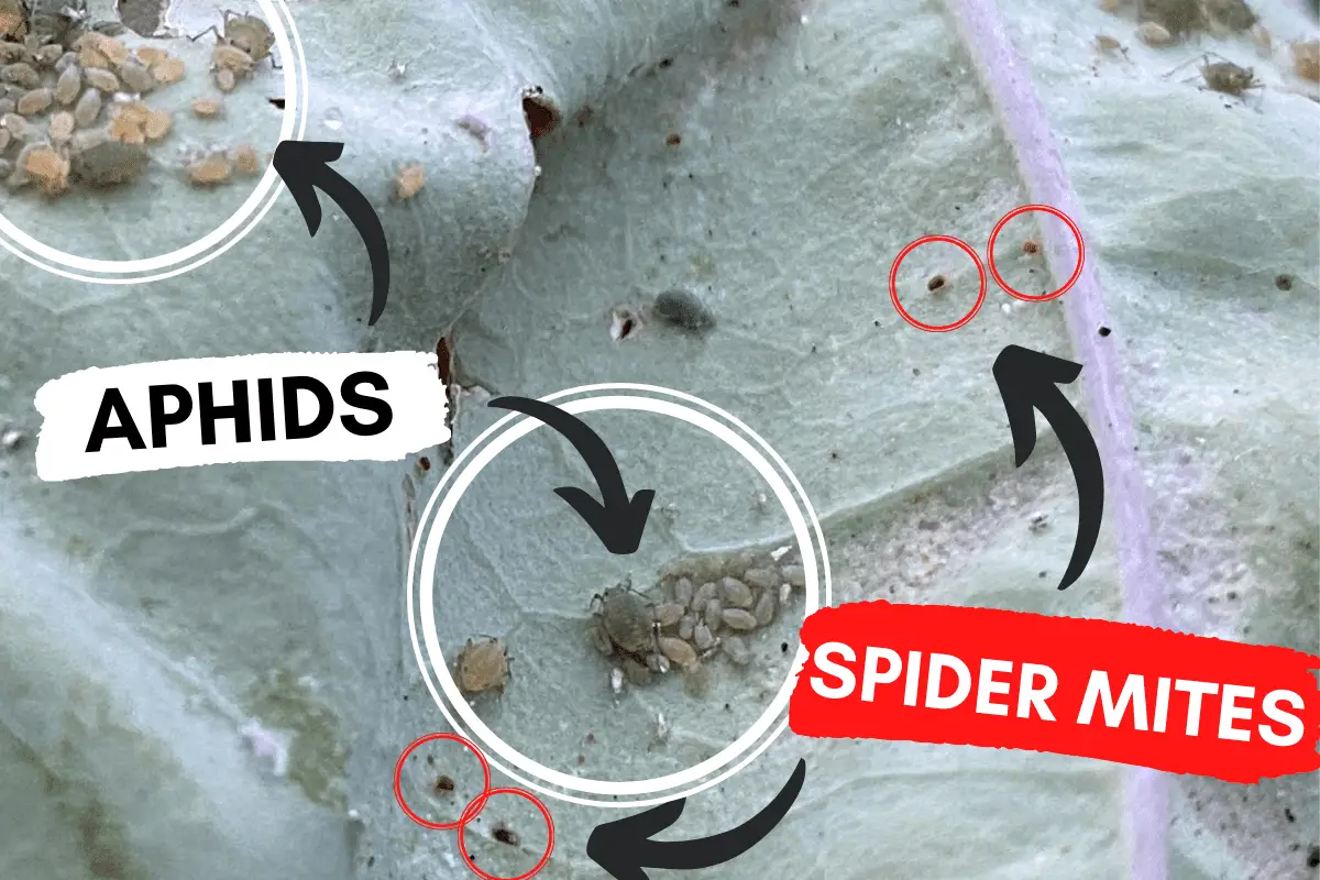 Are Aphids Red? Identifying and Stopping Red Aphids – Backyard Garden Geek
