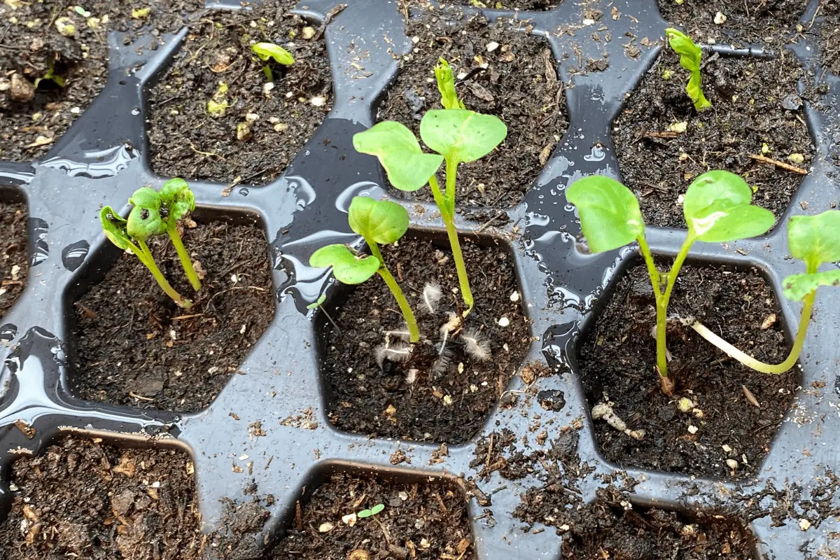 Using Neem Oil on Seedlings: 7 Things to Keep in Mind – Backyard Garden ...