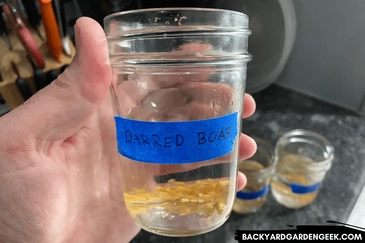 Germinating Tomato Seeds in Water: A Step-by-Step Guide – Backyard ...