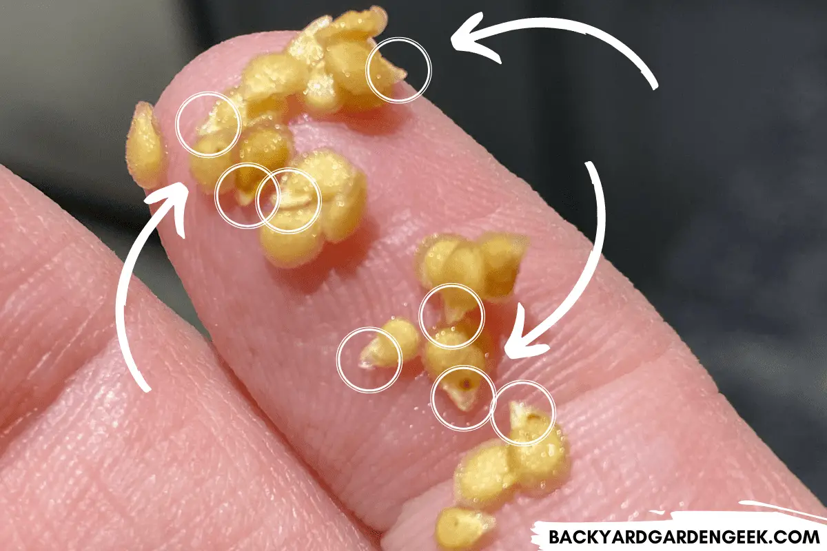 Germinating Tomato Seeds in Water: A Step-by-Step Guide – Backyard ...