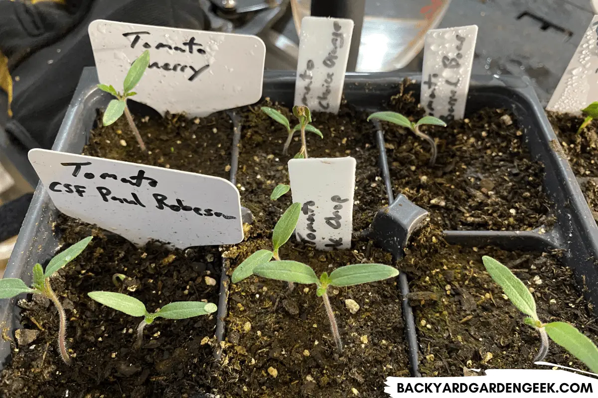 Germinating Tomato Seeds in Water: A Step-by-Step Guide – Backyard ...