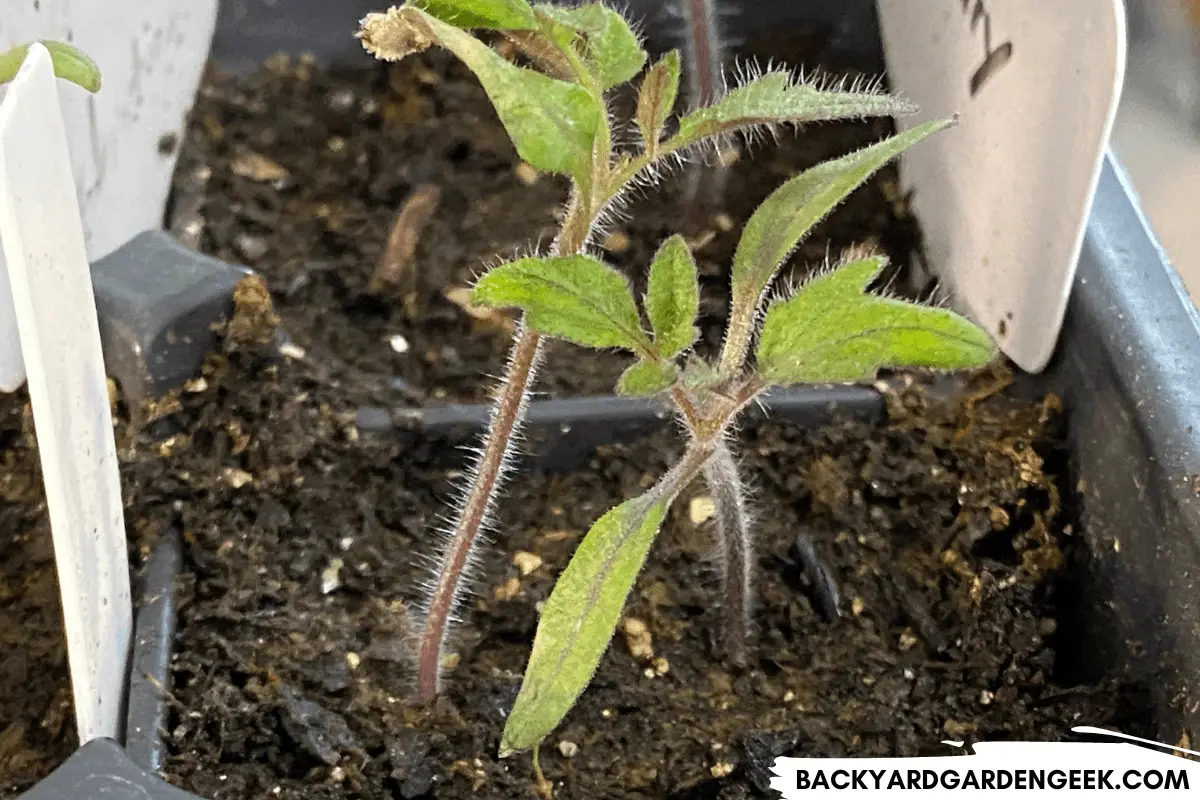Tomato Seeds and Seedlings: What Do They Look Like? – Backyard Garden Geek