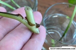 Propagating Pothos from a Leaf or Stem: Can You Do It? – Backyard ...