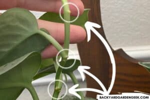 Propagating Pothos from a Leaf or Stem: Can You Do It? – Backyard ...