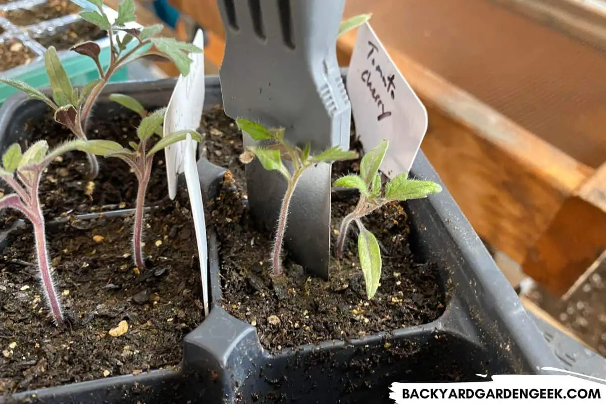Separating Tomato Seedlings: A Step-by-Step Guide – Backyard Garden Geek