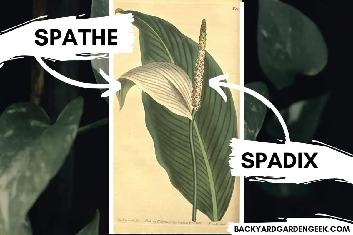 How Do I Get My Pothos to Flower? Things to Consider – Backyard Garden Geek