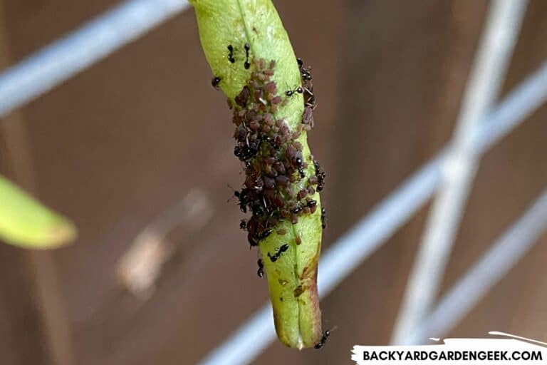 21 Plants That Aphids Attack and Eat + How to Stop Them – Backyard Garden Geek