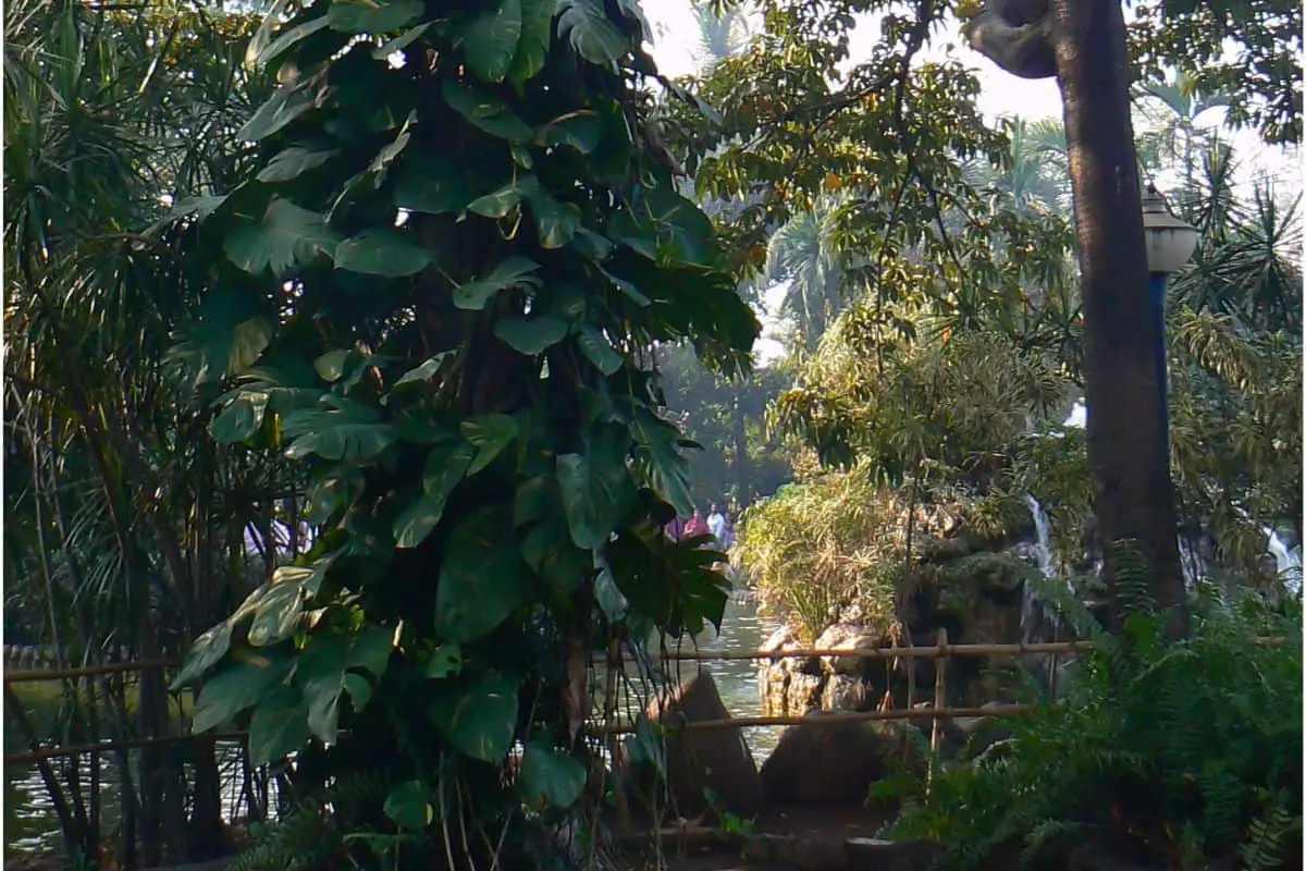 How Do I Get My Pothos to Flower? Things to Consider – Backyard Garden Geek