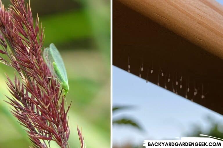 6 Aphid-Eating Bugs + Tips to Keep Them in Your Garden – Backyard ...