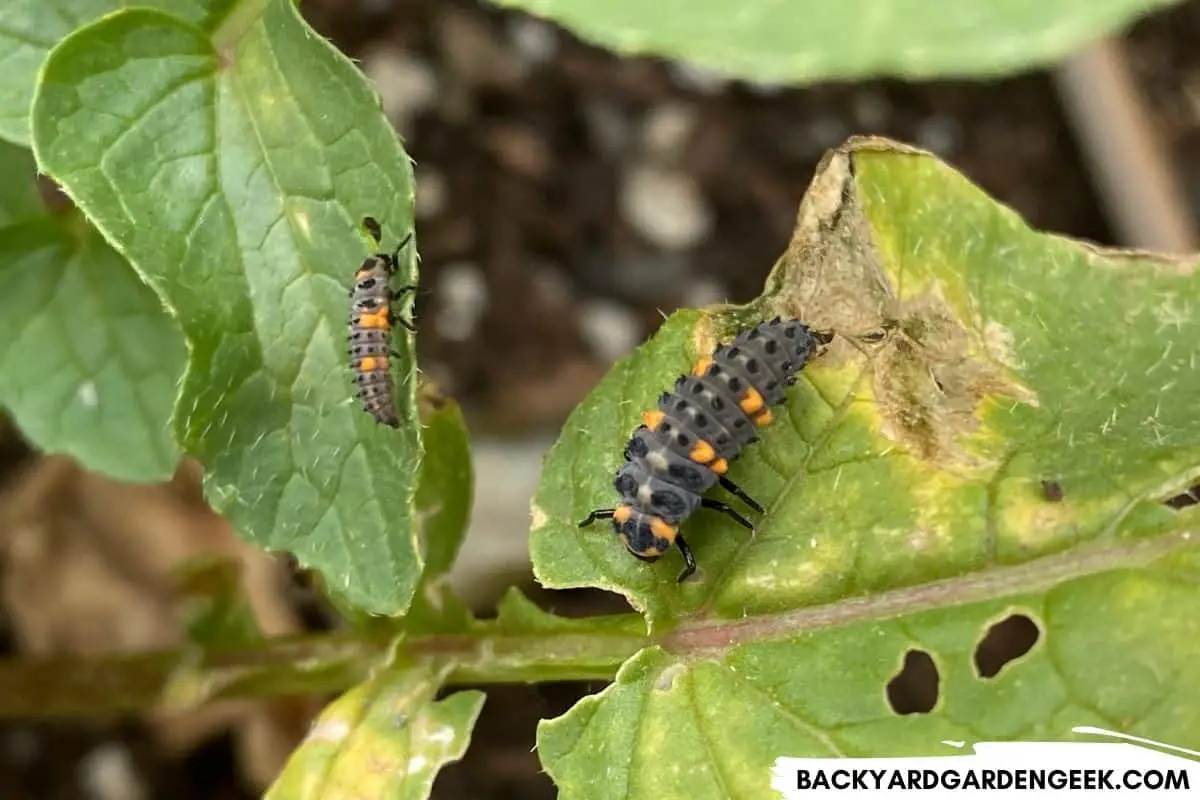 6 Aphid-Eating Bugs + Tips to Keep Them in Your Garden – Backyard ...