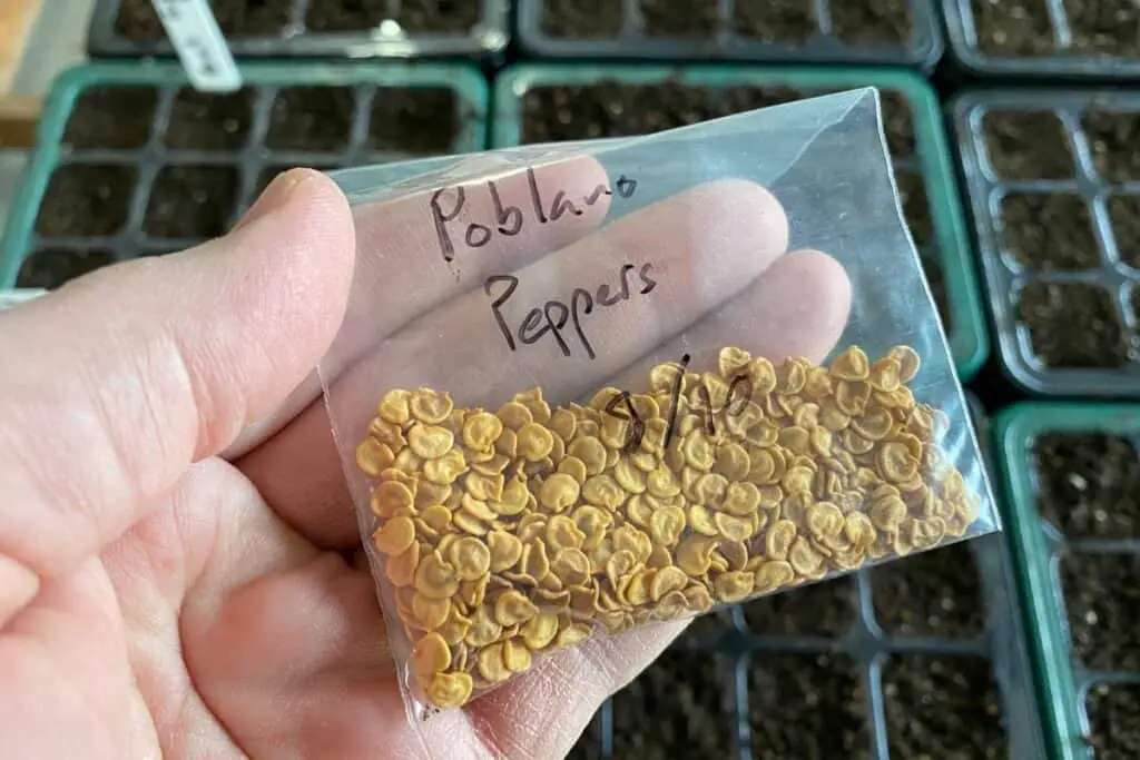 Can Seeds Germinate If They’re 10, 20, or Even 50 Years Old? – Backyard ...