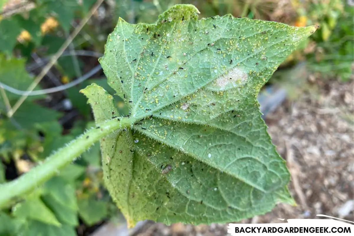 12 Reasons Why Aphids Keep Coming Back + 3 Simple Fixes – Backyard ...