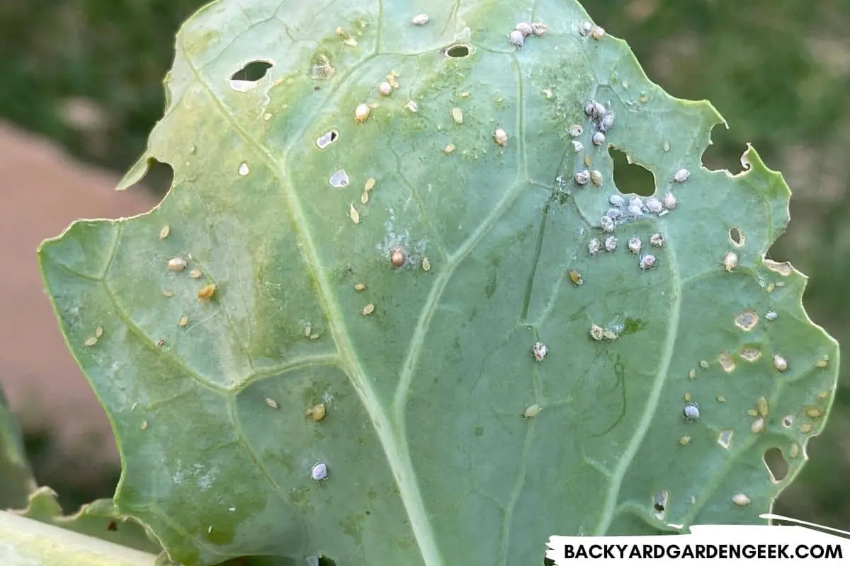 12 Reasons Why Aphids Keep Coming Back + 3 Simple Fixes – Backyard ...