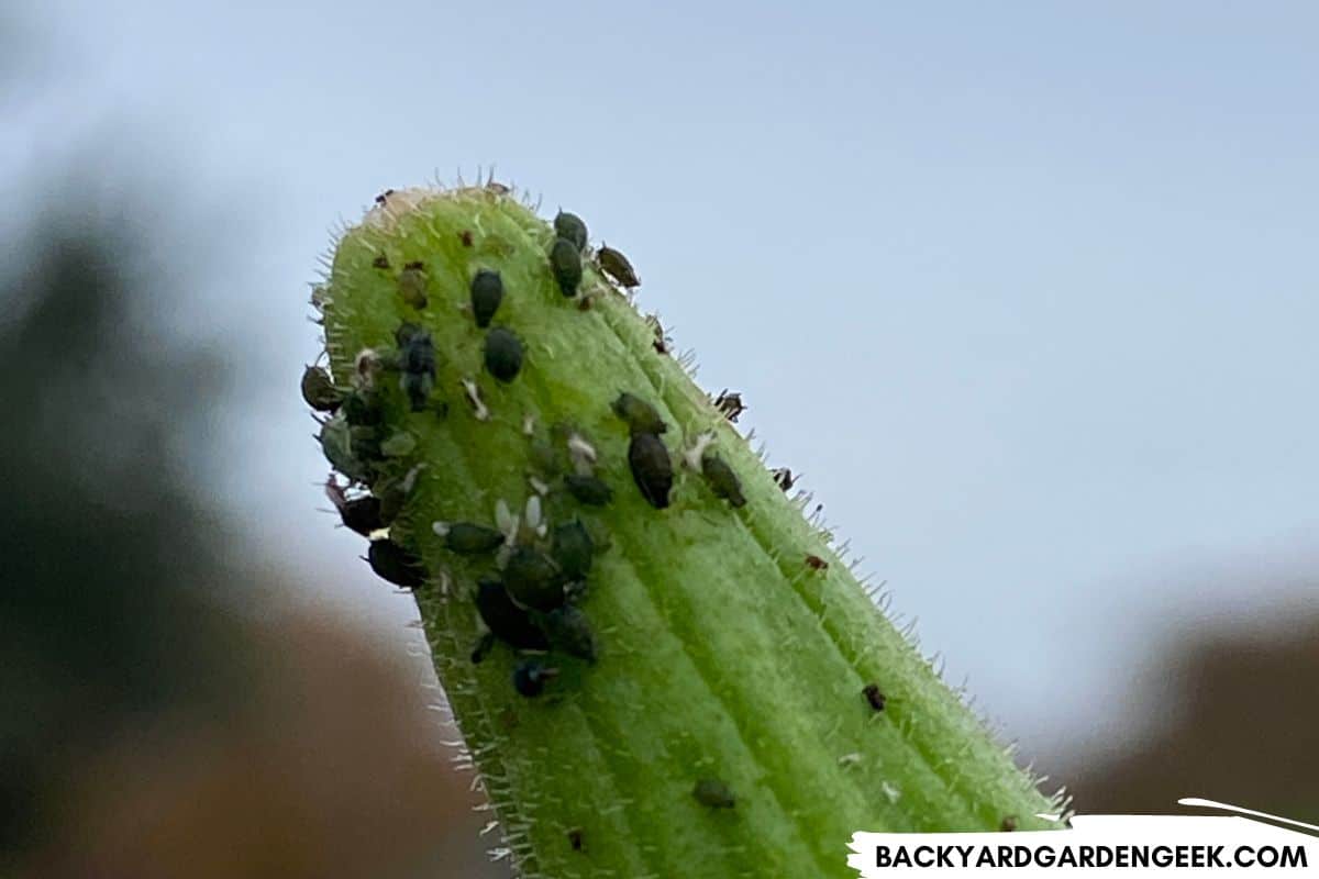 Getting Rid of Aphids on Okra: 11 Things You Should Do – Backyard ...