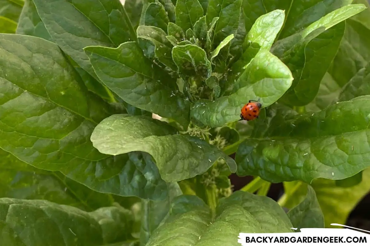 Will Rain Wash Away or Get Rid of Aphids? 4 Things to Know – Backyard ...