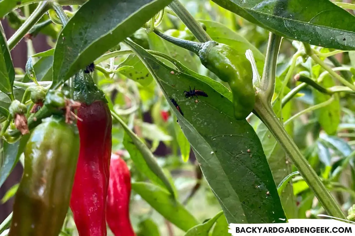 10 Easy Ways to Keep Ants Off Your Pepper Plants – Backyard Garden Geek