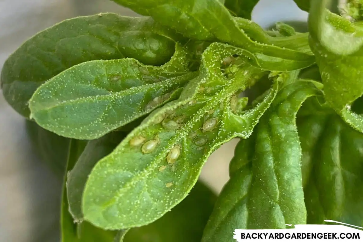 Will Aphids Go Away on Their Own? 9 Things to Know – Backyard Garden Geek
