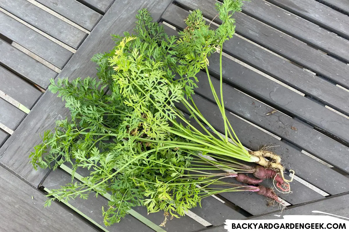 Ants in Your Carrots? Here Are 10 Ways to Get Rid of Them – Backyard ...