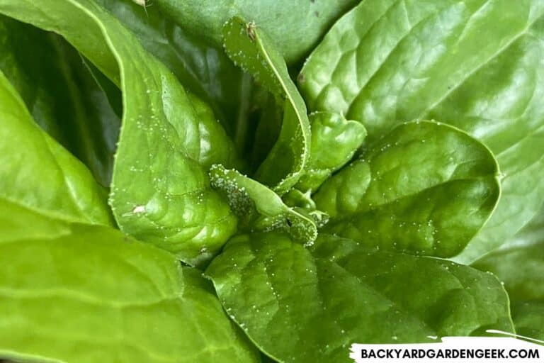11 Destructive Ways That Aphids Harm Plants – Backyard Garden Geek