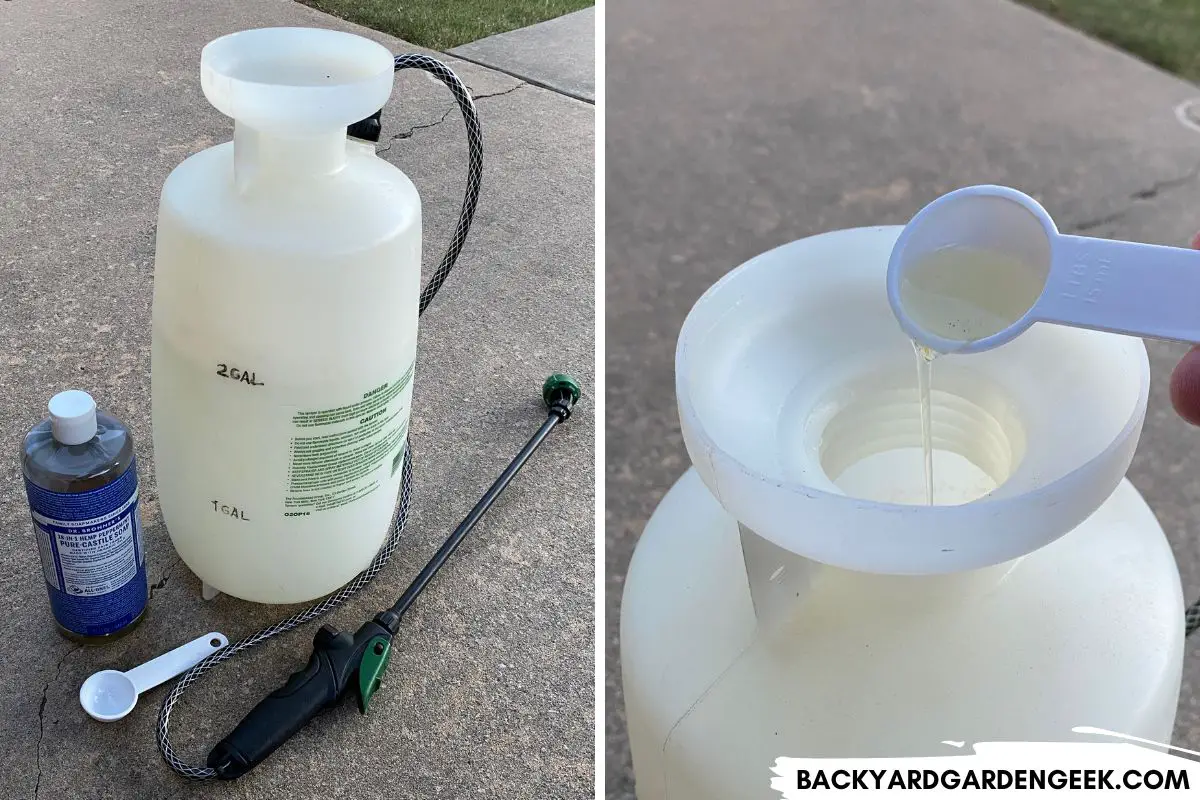 Ants in Your Carrots? Here Are 10 Ways to Get Rid of Them – Backyard ...